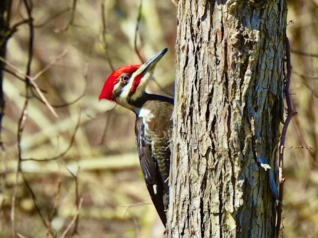 University professor says wildfire adaptability varies among species ...