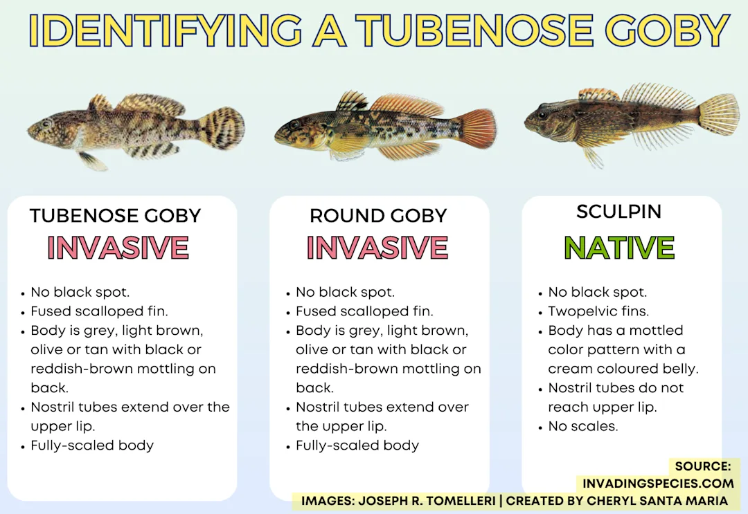 Grim discovery: Invasive fish discovered in Quebec lake - The Weather ...