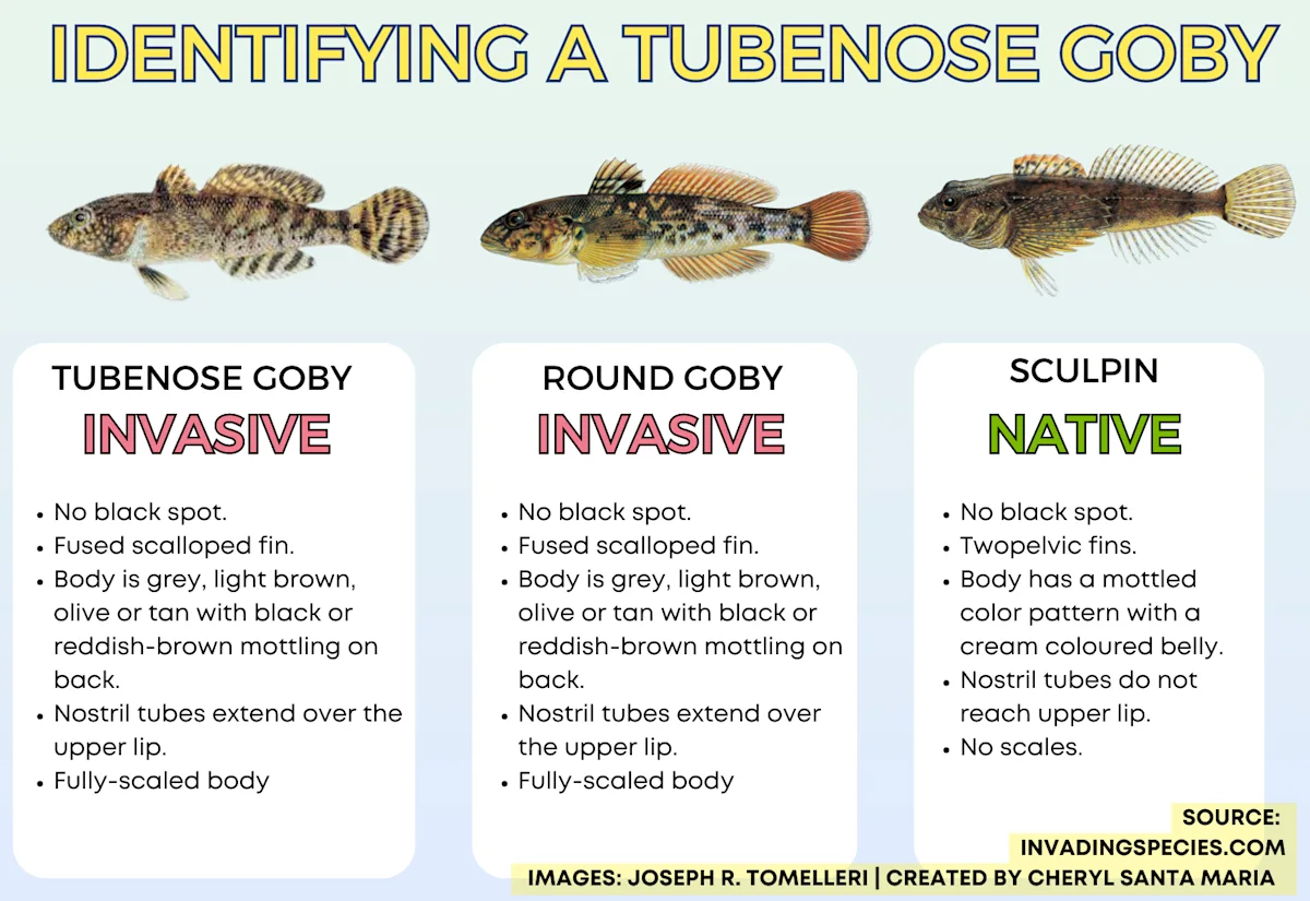 Grim discovery: Invasive fish discovered in Quebec lake - The Weather ...