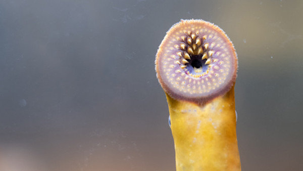 La lamproie : une espèce invasive qui vampirise nos lacs - MétéoMédia
