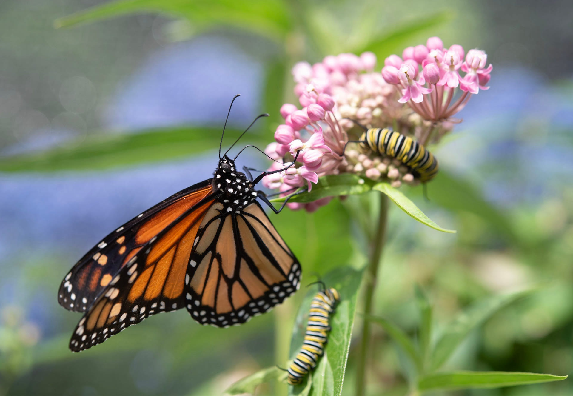 U.S. butterflies 'all in trouble' as their numbers rapidly decline ...
