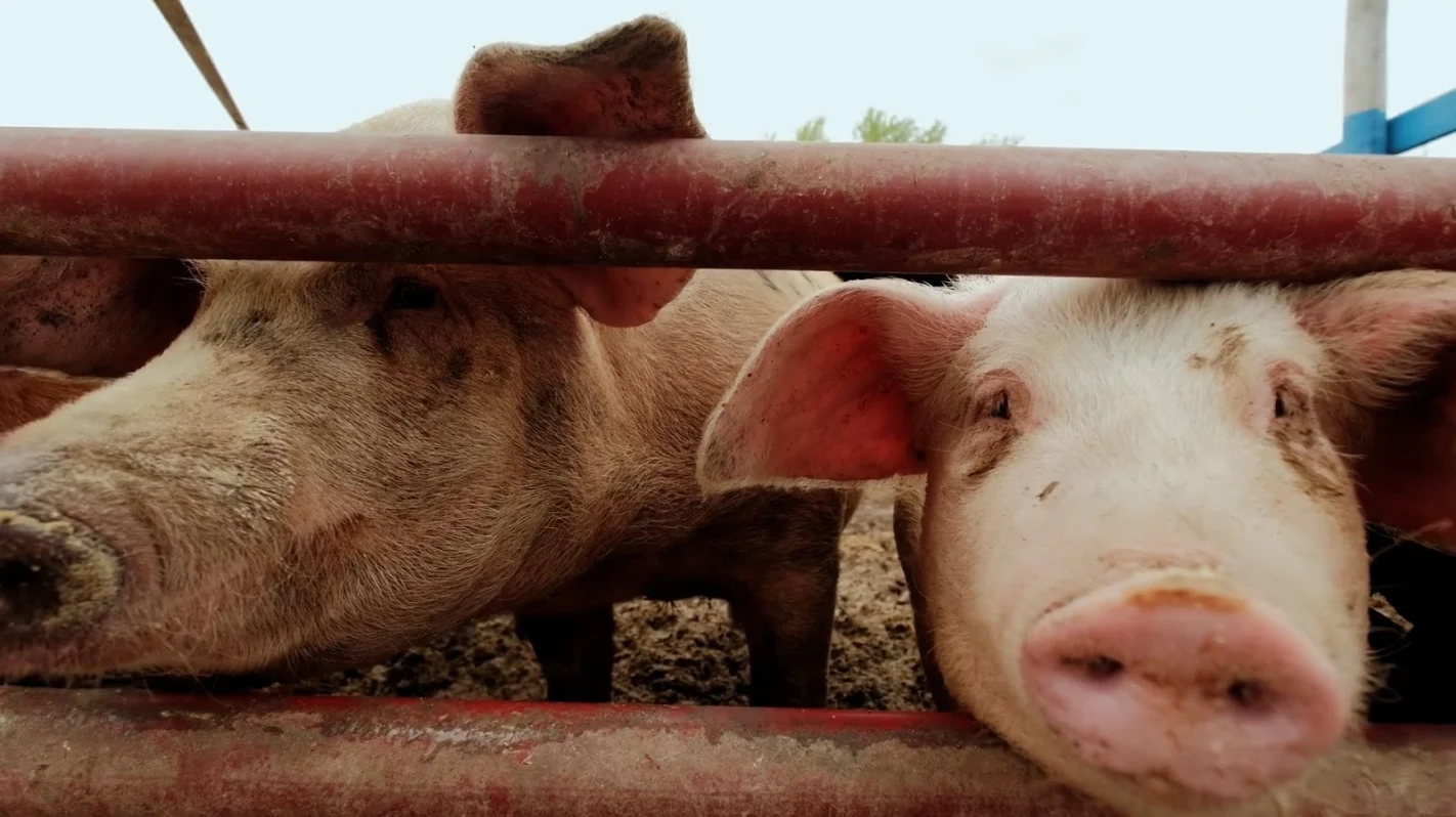 Extreme Canadian climate no match for destructive 'super pigs' - The ...