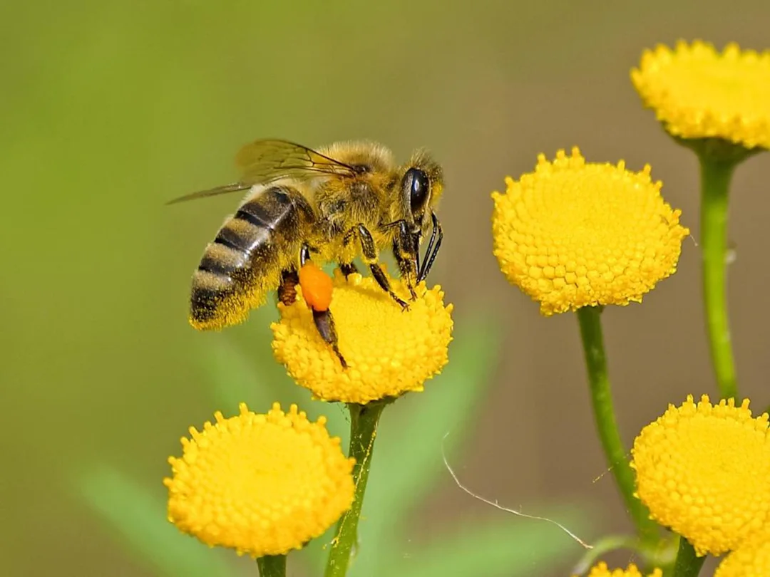 For the love of bees and their impact on Canadian ecosystems - The ...