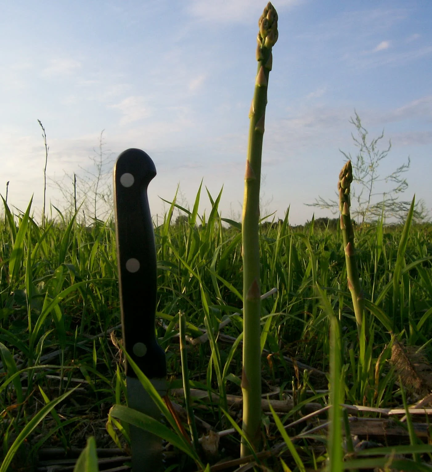 Cap sur les bonnes asperges du Québec - MétéoMédia