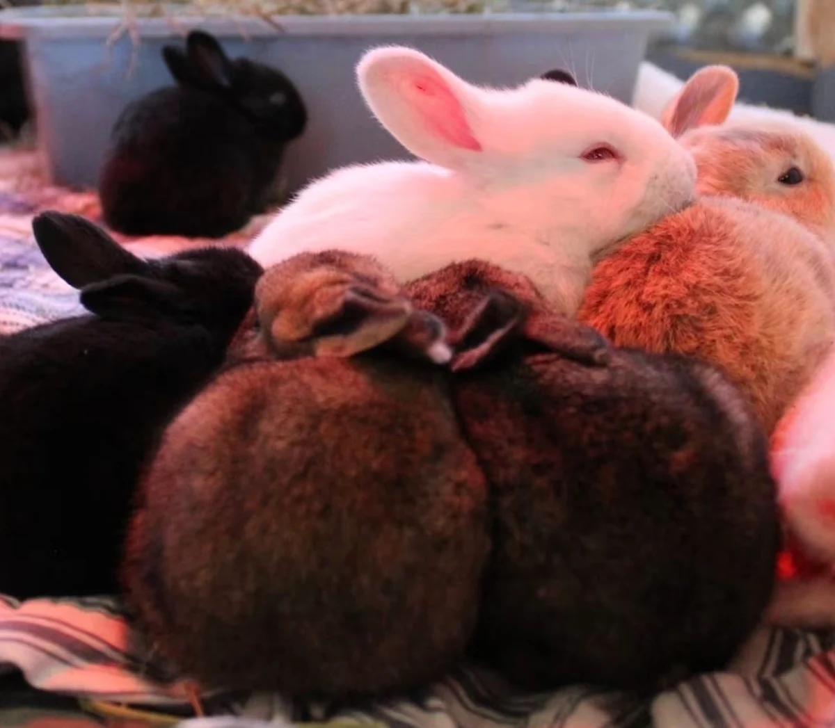 Stick to plushies, stay away from real bunnies, N.B. organization says ...