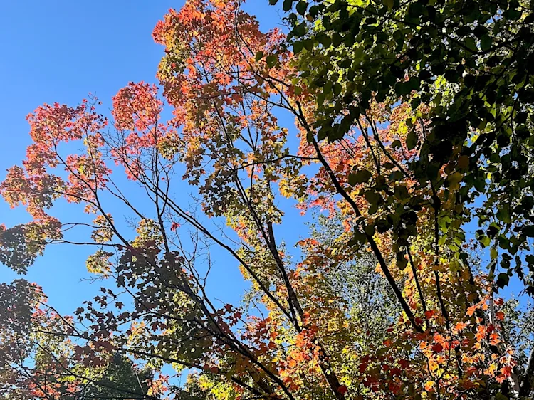 Fall colours showing in Ontario after warm September 'paused' foliage - The Weather Network