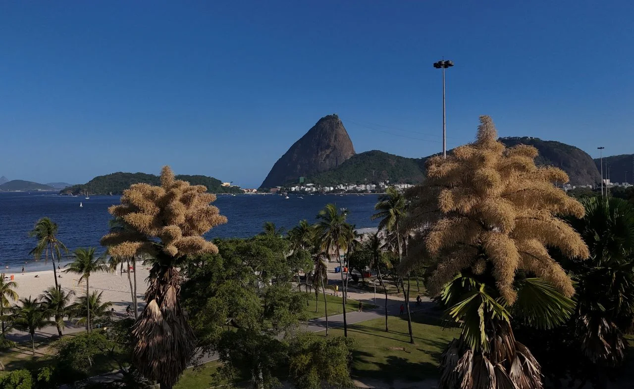 Palms that flower once in 30-80 years bloom in Rio de Janeiro - The ...