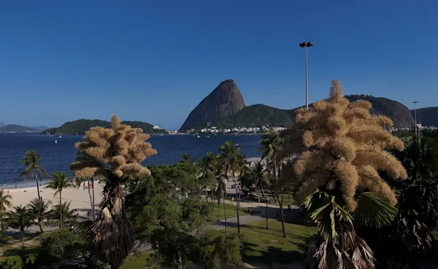 Palms that flower once in 30-80 years bloom in Rio de Janeiro - The ...