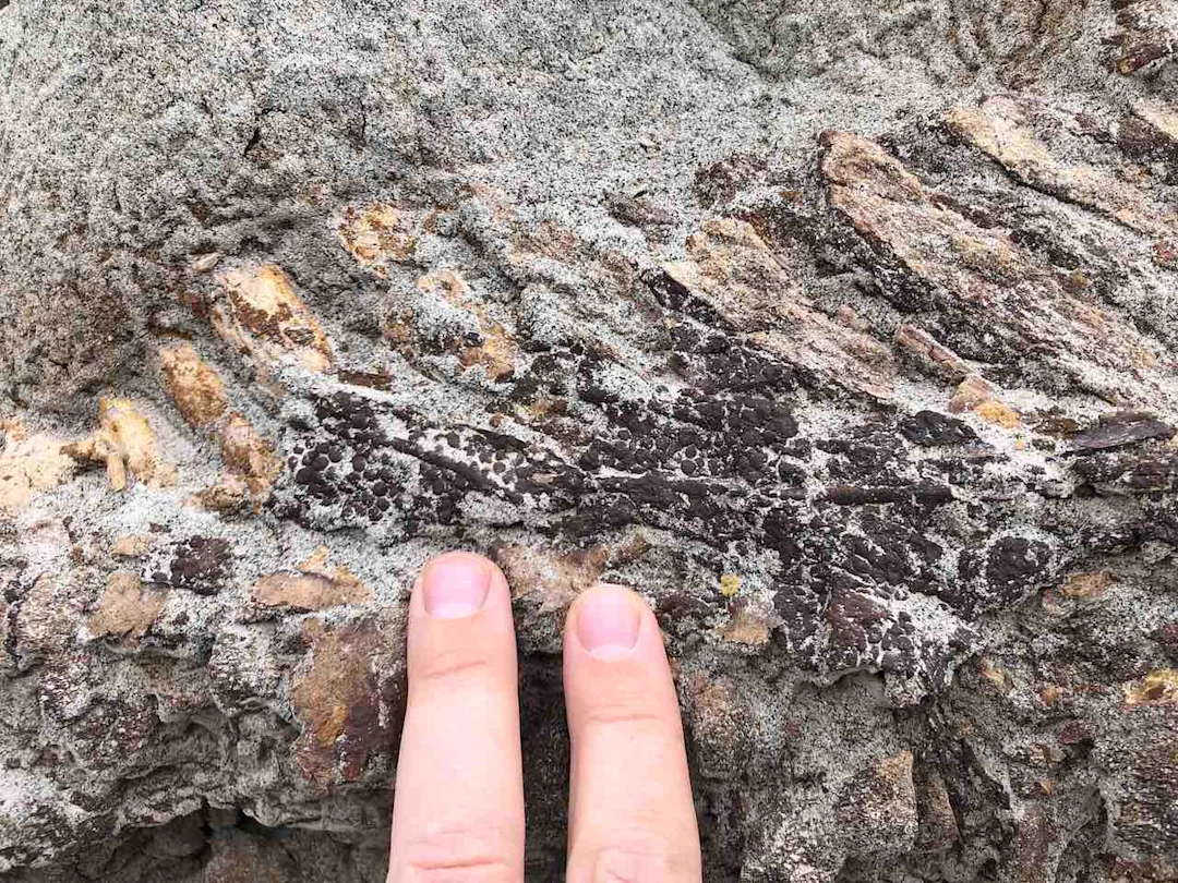 What fossil eggs found in Alberta reveal about how dinosaurs became ...