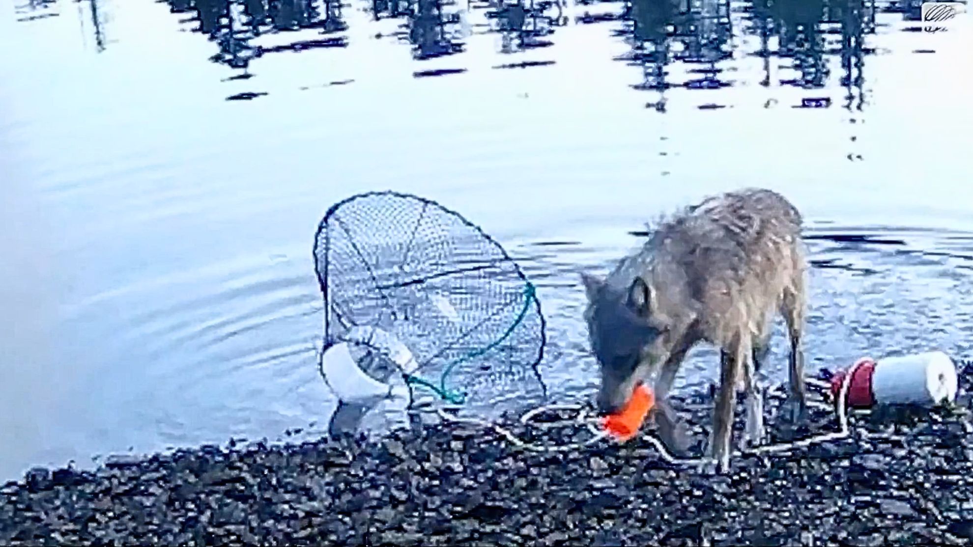 BC sea wolves observed using tools to get crab traps - The Weather Network