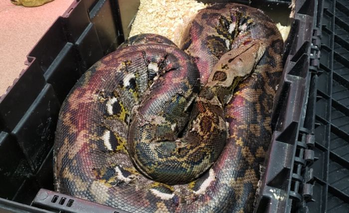 Dangerous 80-pound python found near St. Catharines, Ontario - The ...
