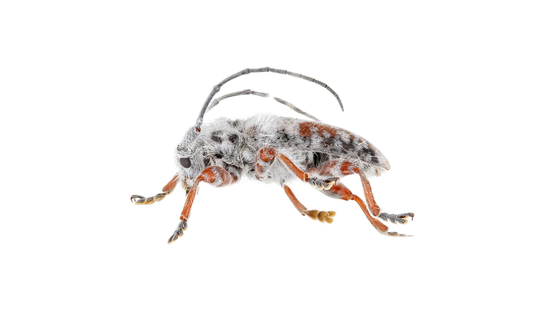 Researcher stumbles on new species of "unusually" hairy beetle - The ...