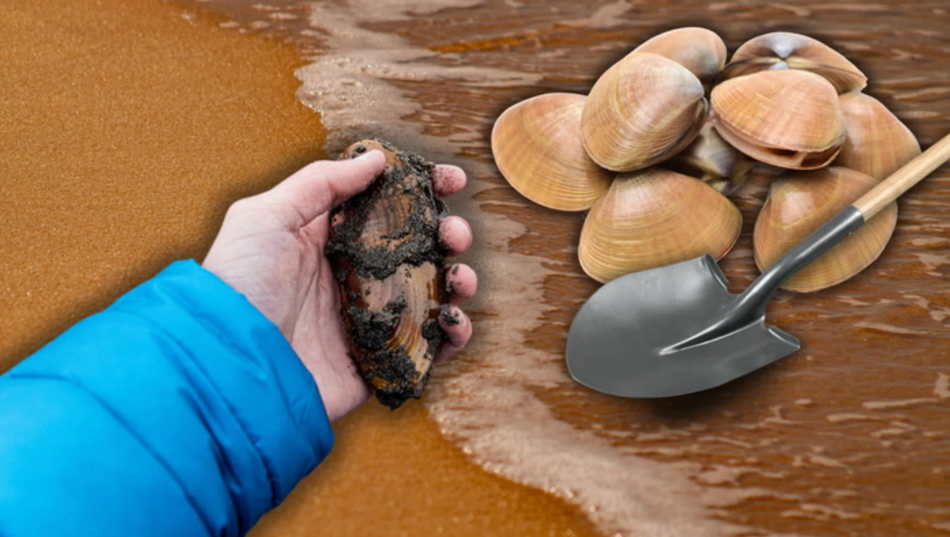 Clam digging 101: Your guide to this classic P.E.I. activity - The ...