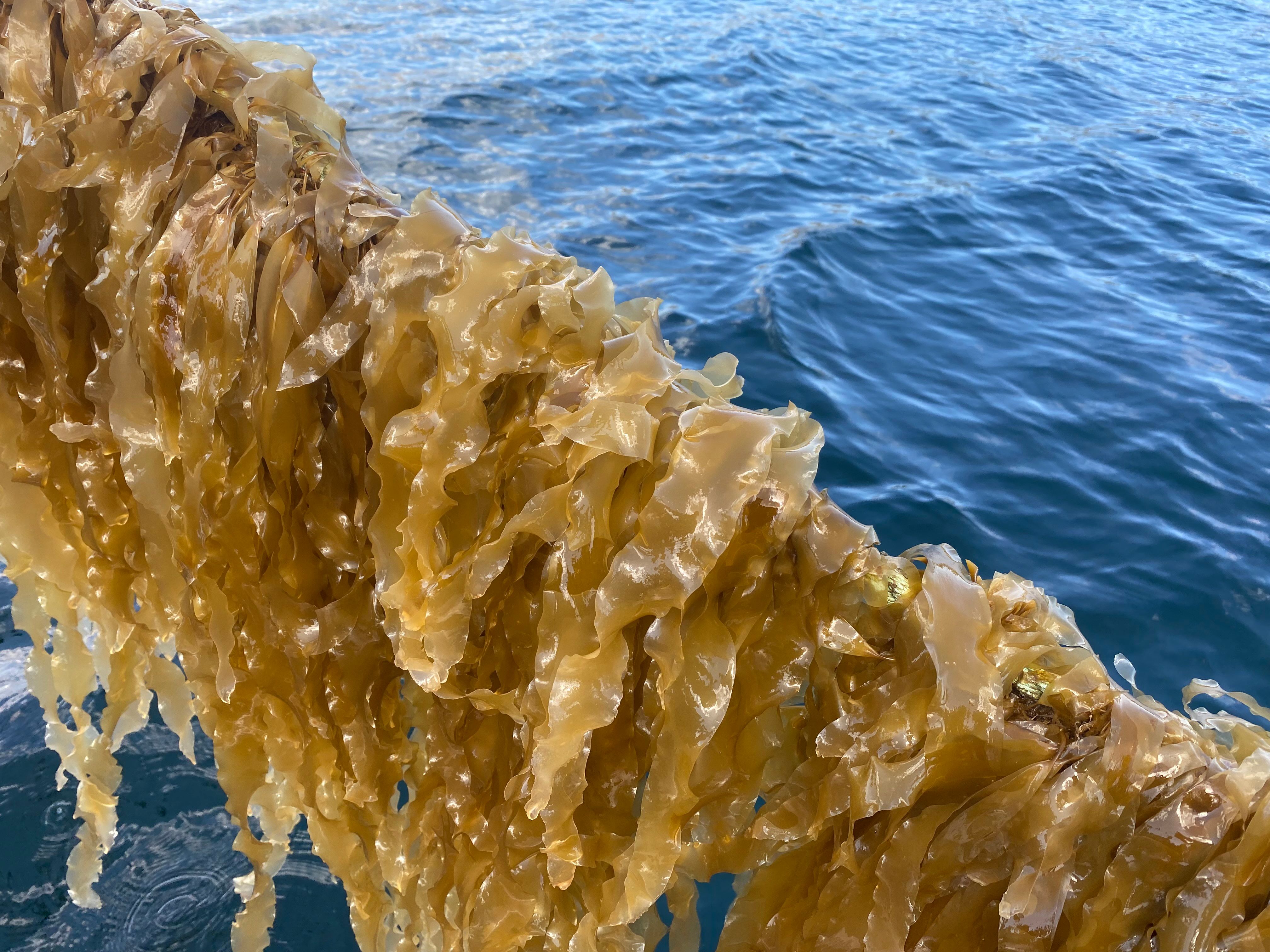 Kelp Wanted: Interest in kelp farming grows in Atlantic Canada - The ...