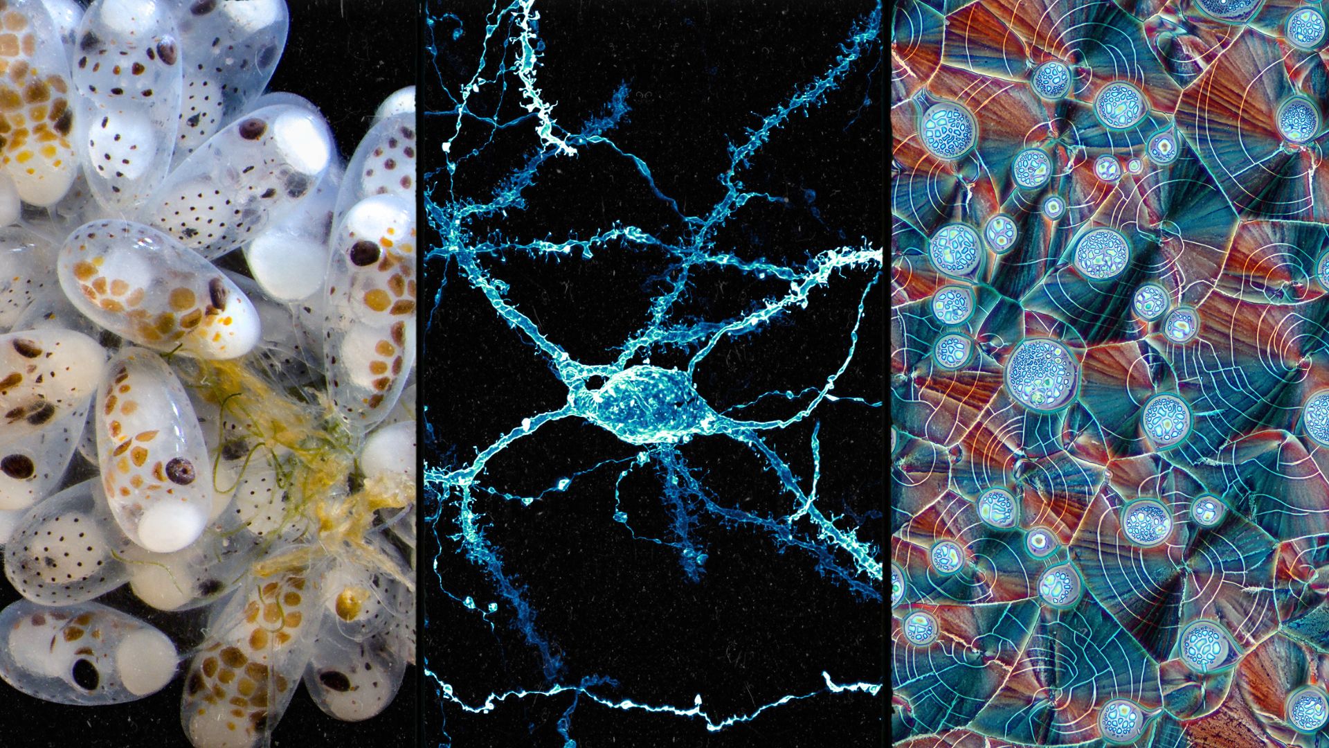 Check out the winners of the 2024 Nikon Small World photo contest - The ...