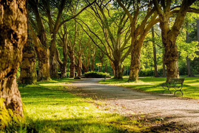 Increasing tree canopy is key for carbon capture, but there's a catch - The Weather Network