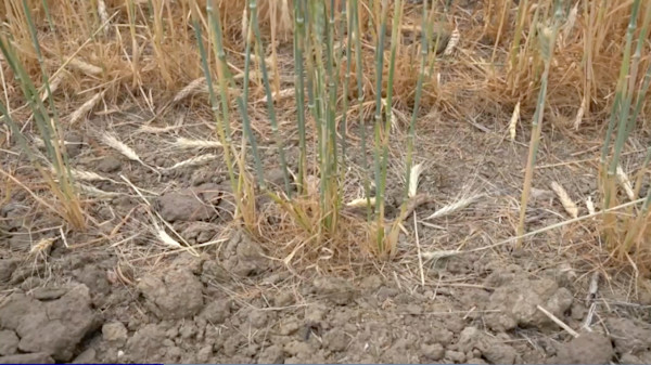 Texas drought forces ranchers to sell off cattle early - The Weather ... Texas drought forces ranchers to sell off cattle early - The Weather ...