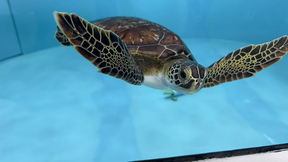 How are animals being kept safe during Hurricane Milton? - The Weather ...