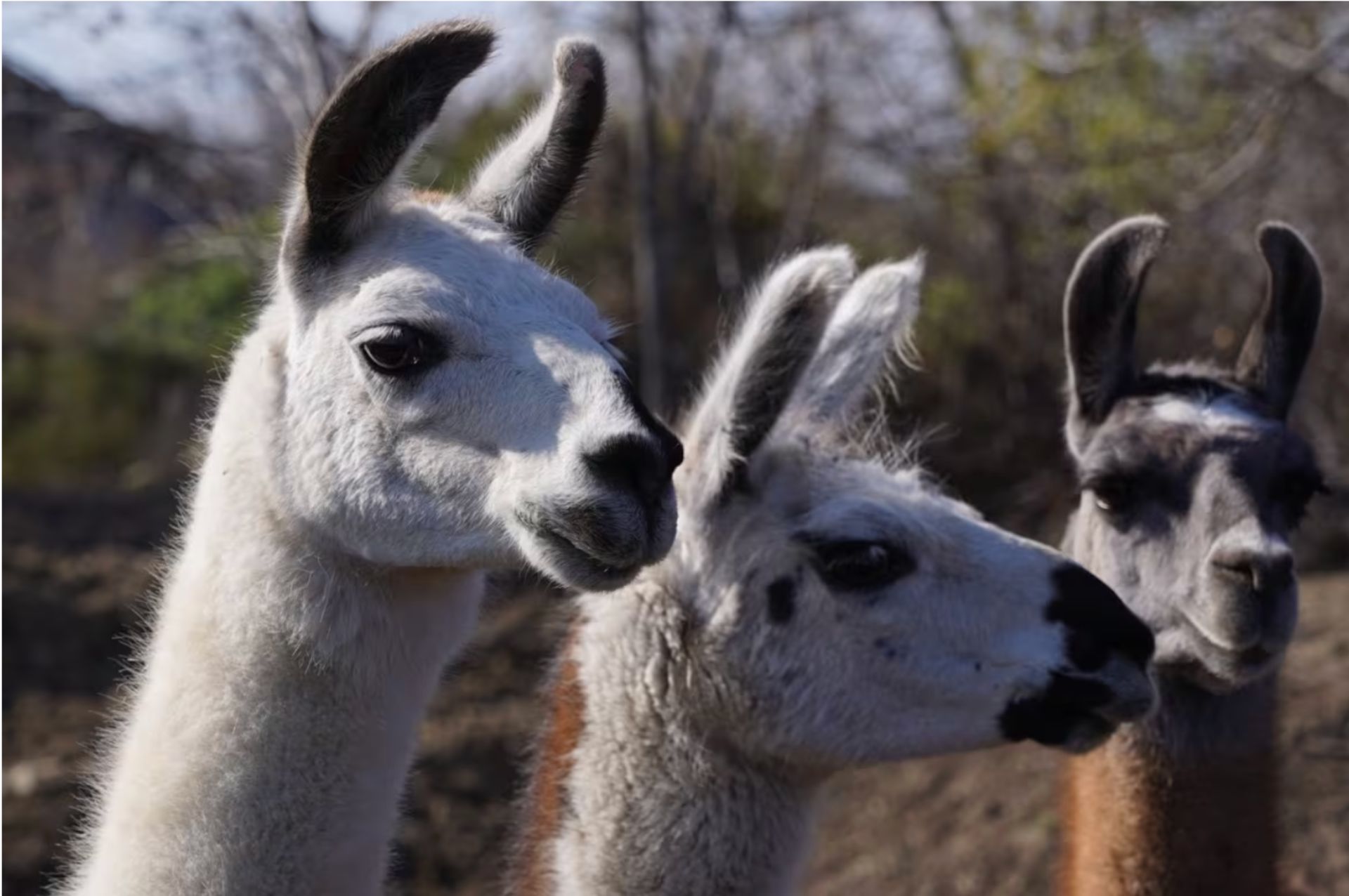Ontario's surging alpaca scene gets boost from the United Nations - The ...