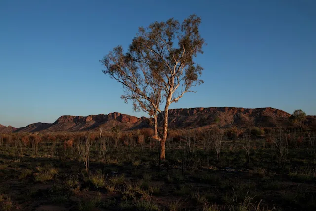 Climate change threatens global plant species as habitats shrink - The ...