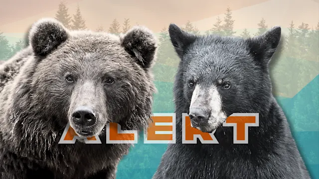 Alberta Parks issues bear warning, some trails closed - The Weather Network