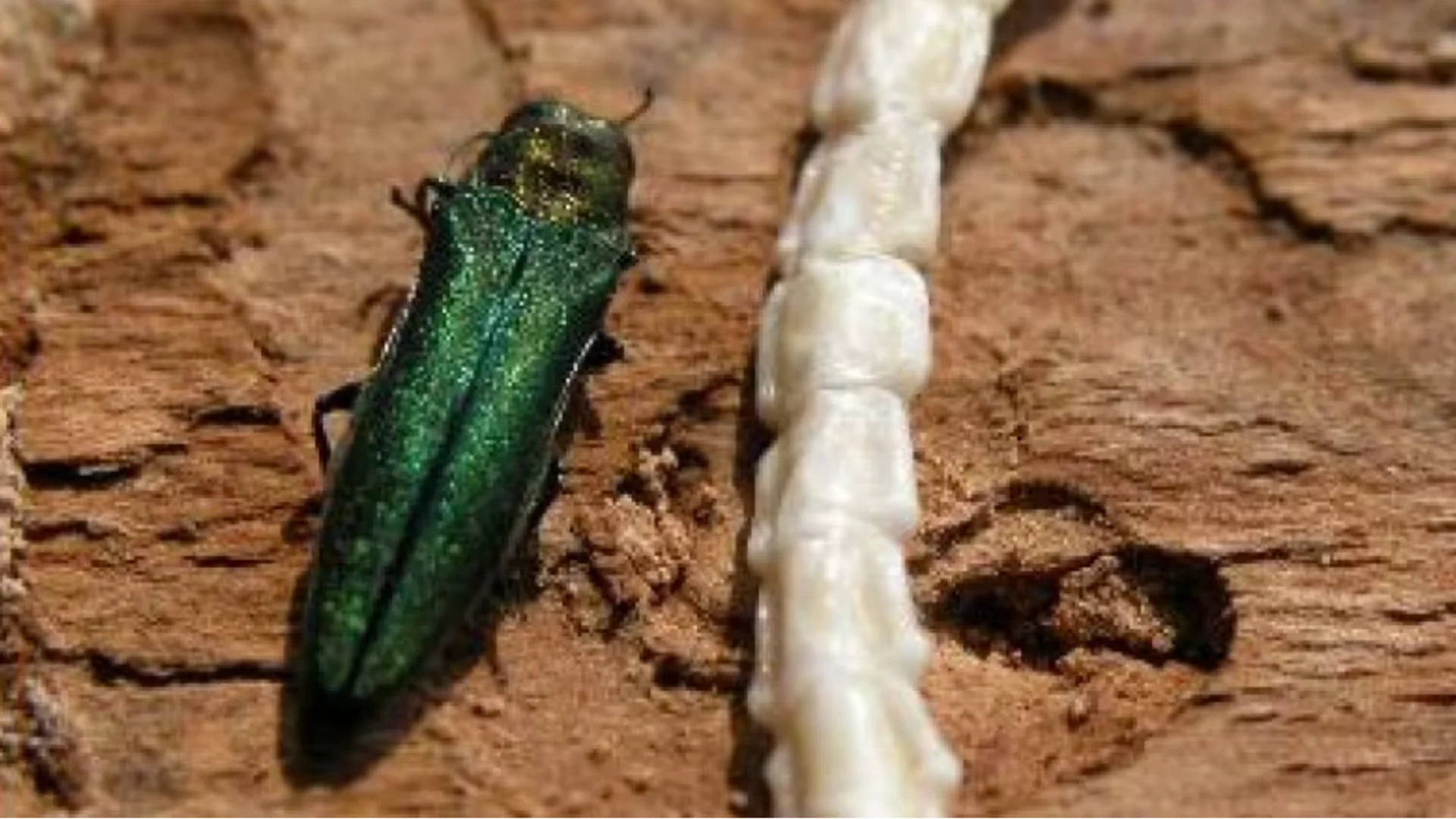 Invasive ash-tree-destroying beetle found in B.C. for 1st time - The ...