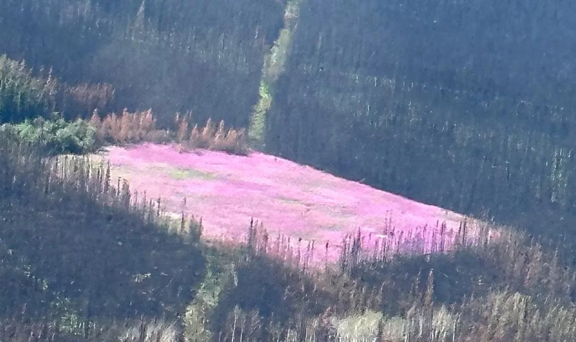 How fireweed offers hope amid B.C.'s worst wildfire summer on record ...