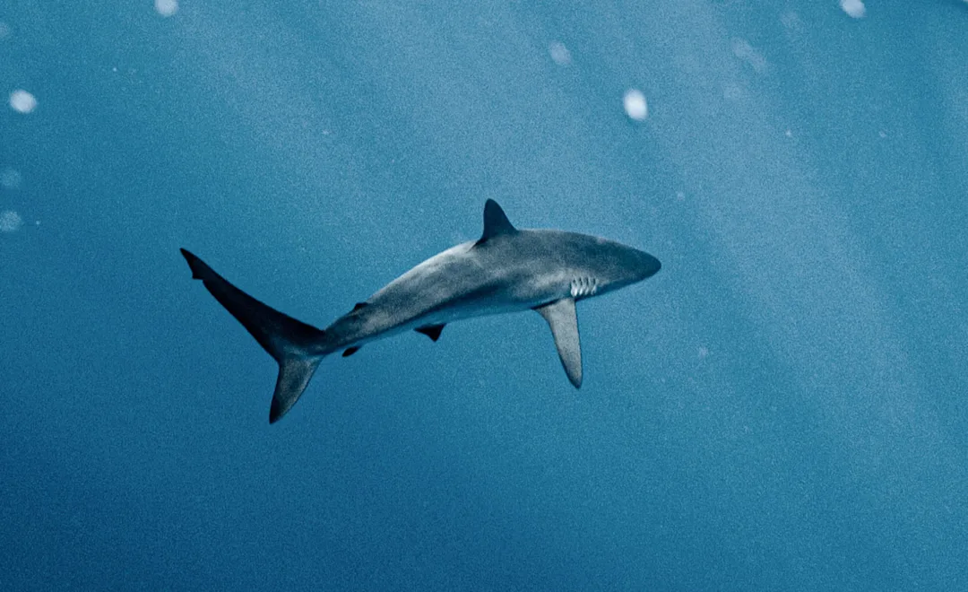 How sharks sense 'bad' weather coming, and where they go to hide - The ...