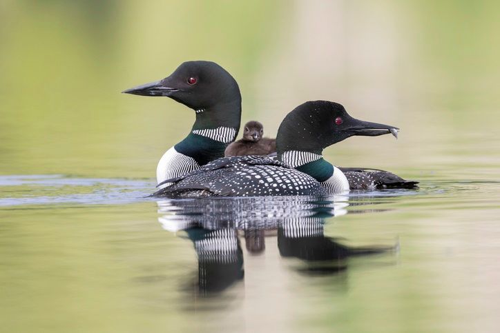Loons can't walk on land. Here's what to do if you find one that's ...
