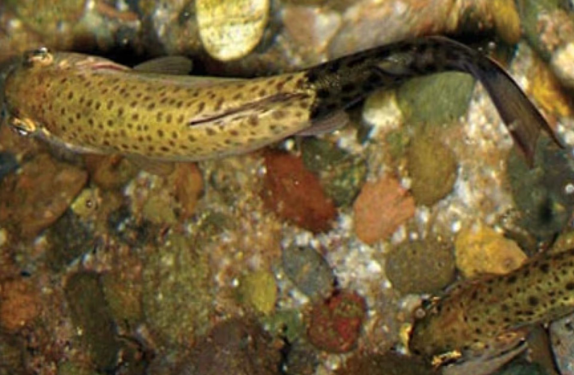 Parks Canada announces long-term water closures due to invasive ...