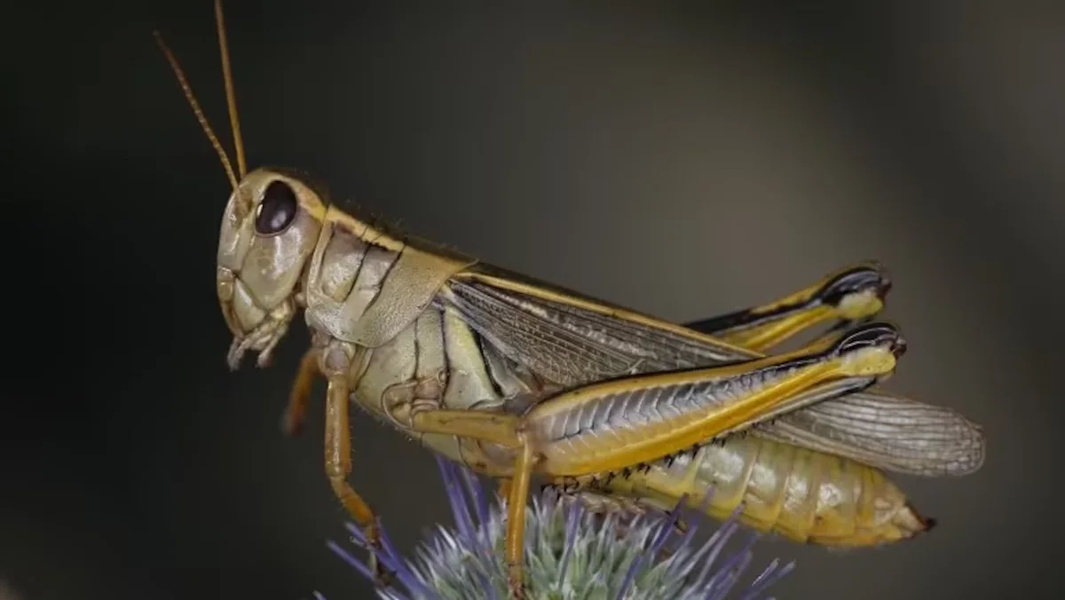Grasshoppers threaten to devour Alberta crops following extreme heat ...
