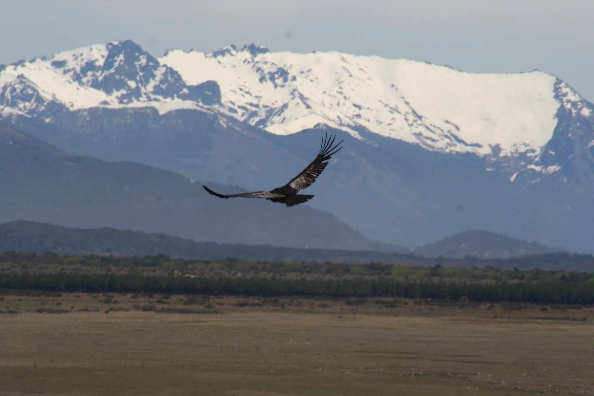 Natural, human impacts on animals seen in 2,000-year-old condor poop ...