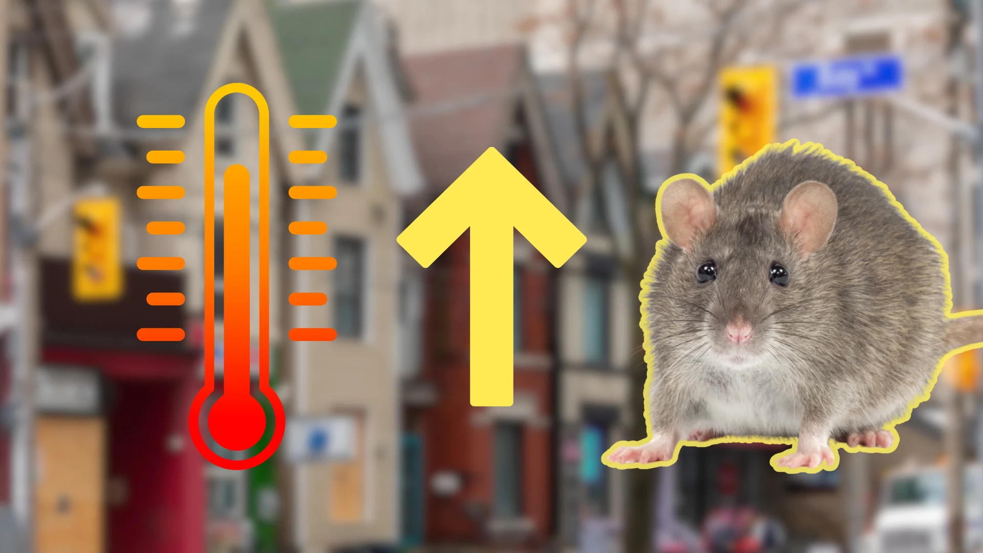 Climate change helping rats thrive in Canada, experts say - The Weather ...