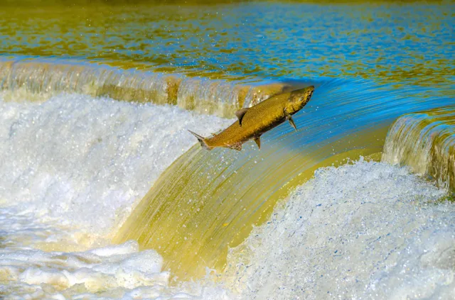 Warm water and Great Lakes salmon. Do they mix? - The Weather Network
