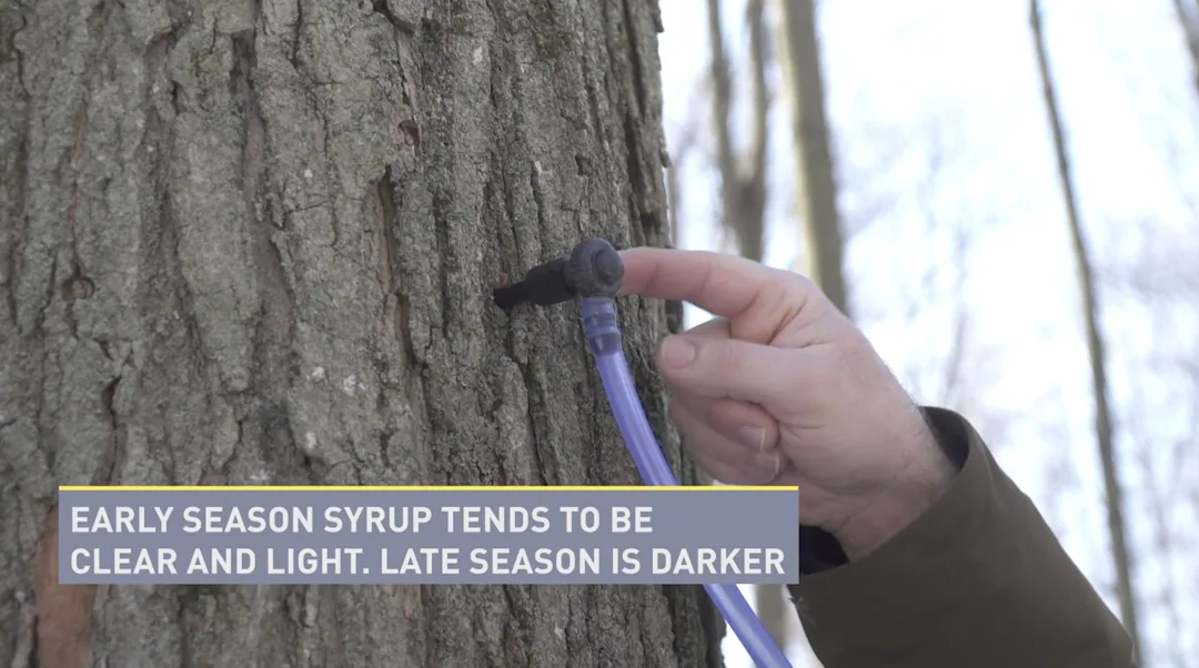 Sweet or sticky? How weather can make or break maple syrup season - The ...