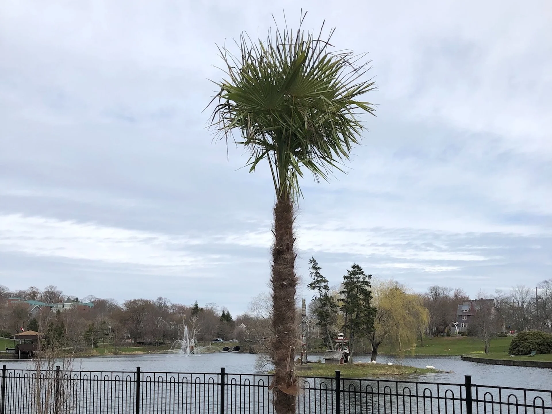 Paradise lost: The fate of Nova Scotia’s final palm trees revealed ...