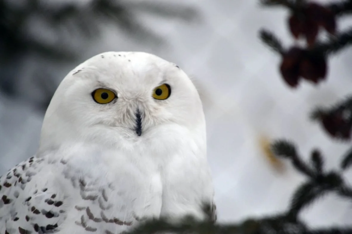 Snowy owl labelled threatened by expert group, and humans are primarily ...