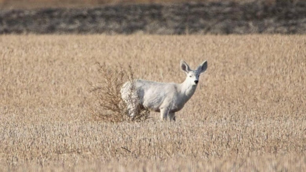 Rare all-white deer photographed in Saskatchewan - The Weather Network