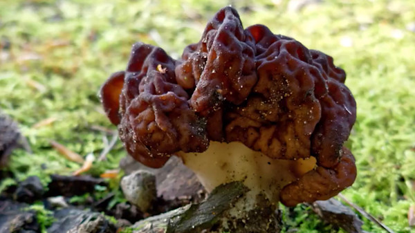 Les quatre champignons les plus dangereux du Québec - MétéoMédia
