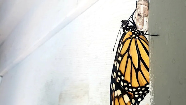 How these monarch butterflies found refuge from Fiona's harsh winds ...