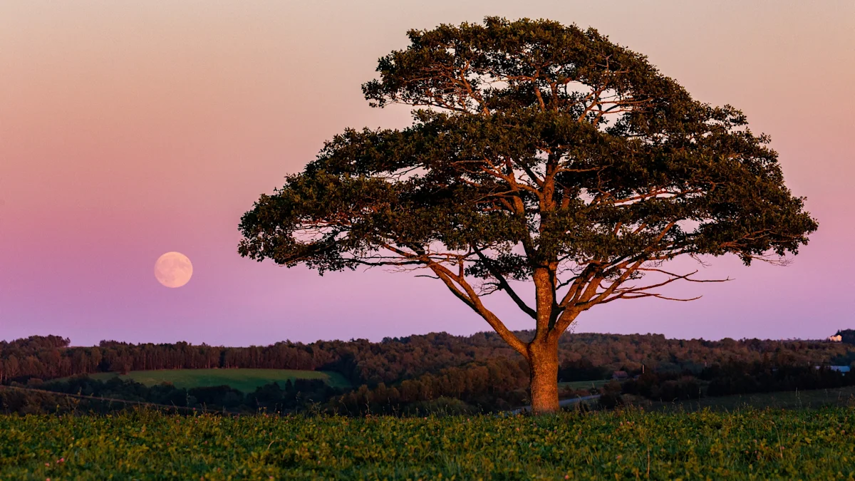 Look up tonight for the Full Pink Moon - The Weather Network