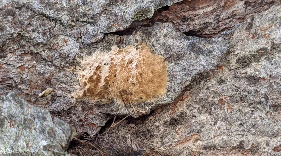 Holiday decorating? Experts say to check for these invasive pests first ...