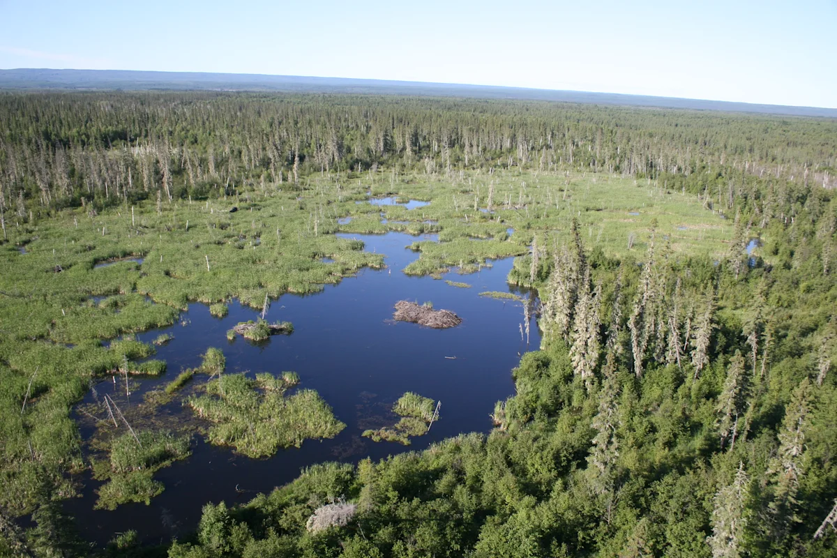 The largest beaver dam on Earth can be seen from space - The Weather ...