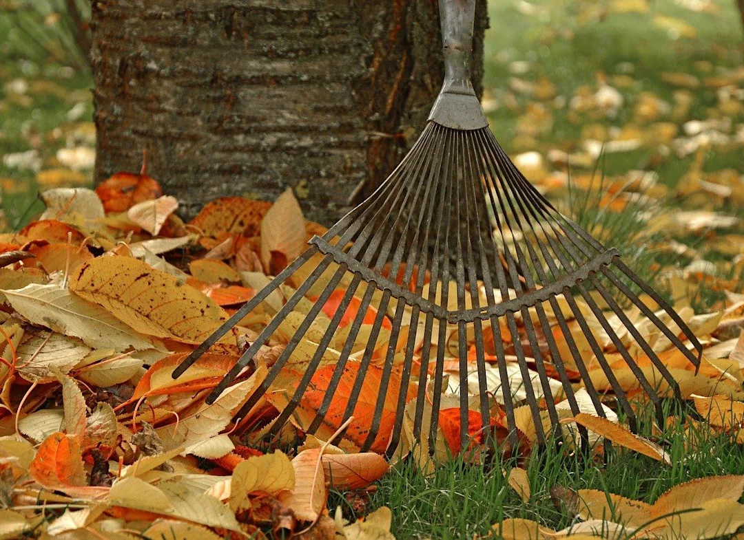 Not so fast: Here's why you shouldn't rake leaves in the fall - The ...