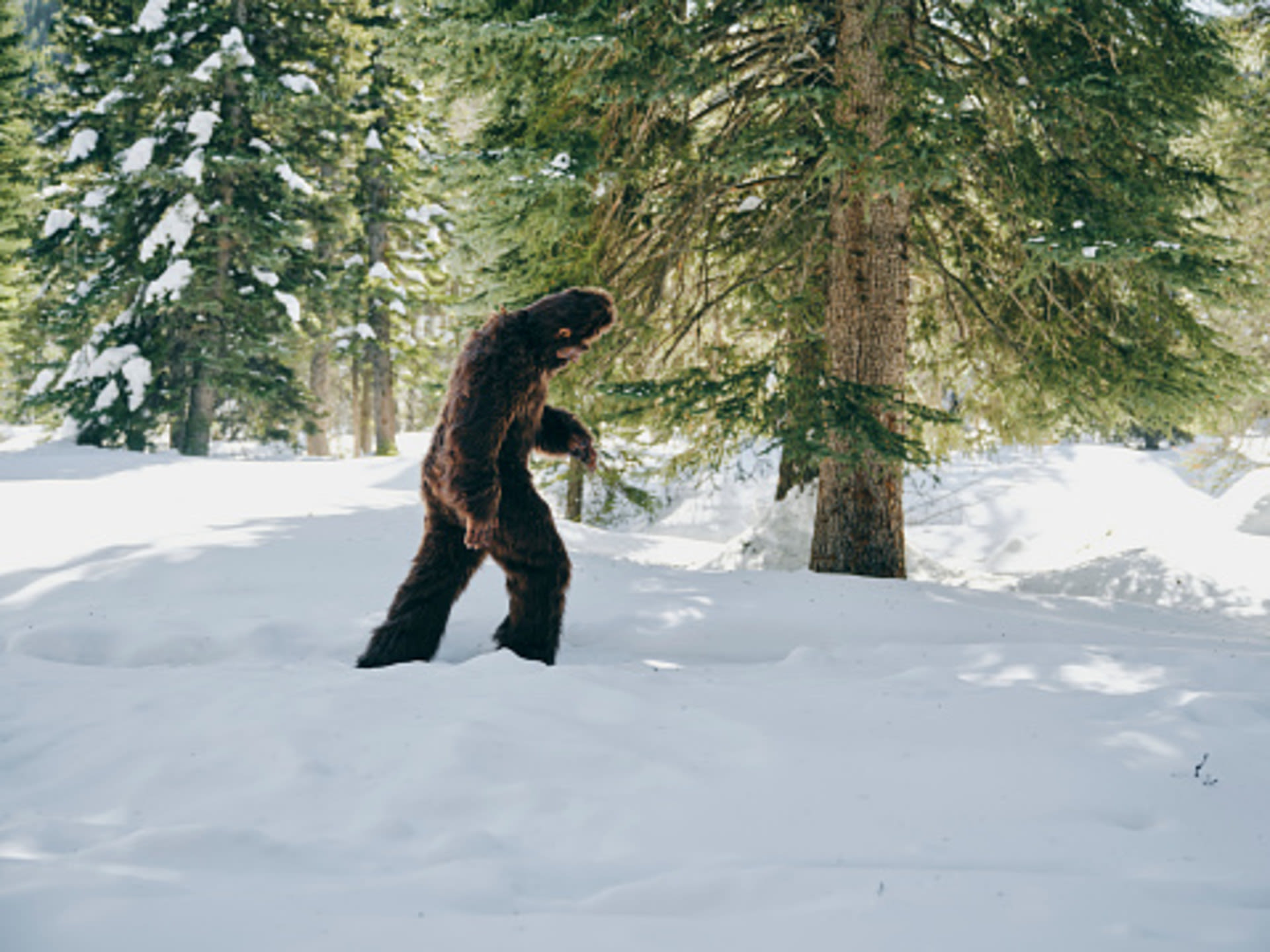True origins of sasquatch can be traced back to this Canadian location - The Weather Network