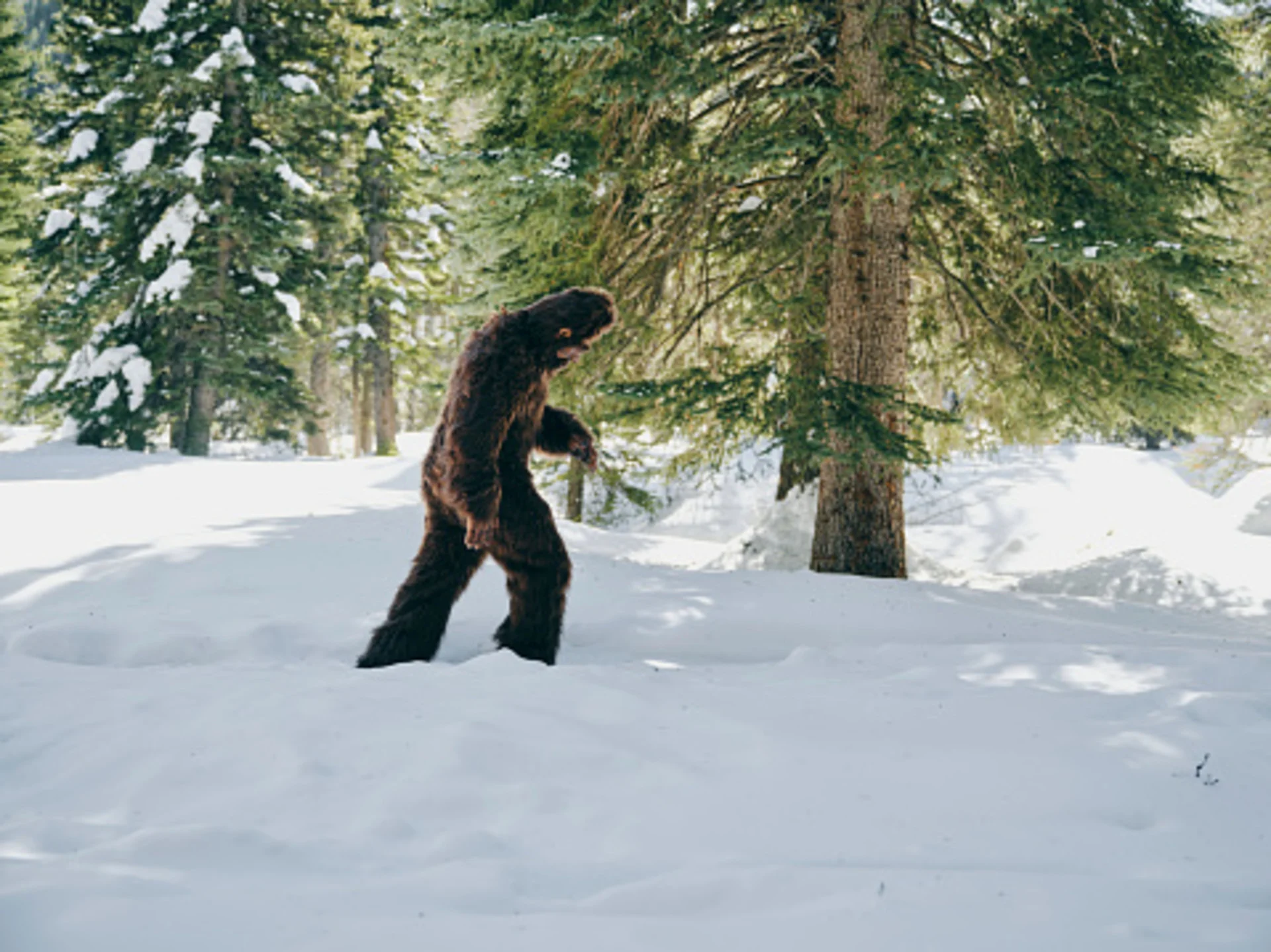 True origins of sasquatch can be traced back to this Canadian location - The Weather Network