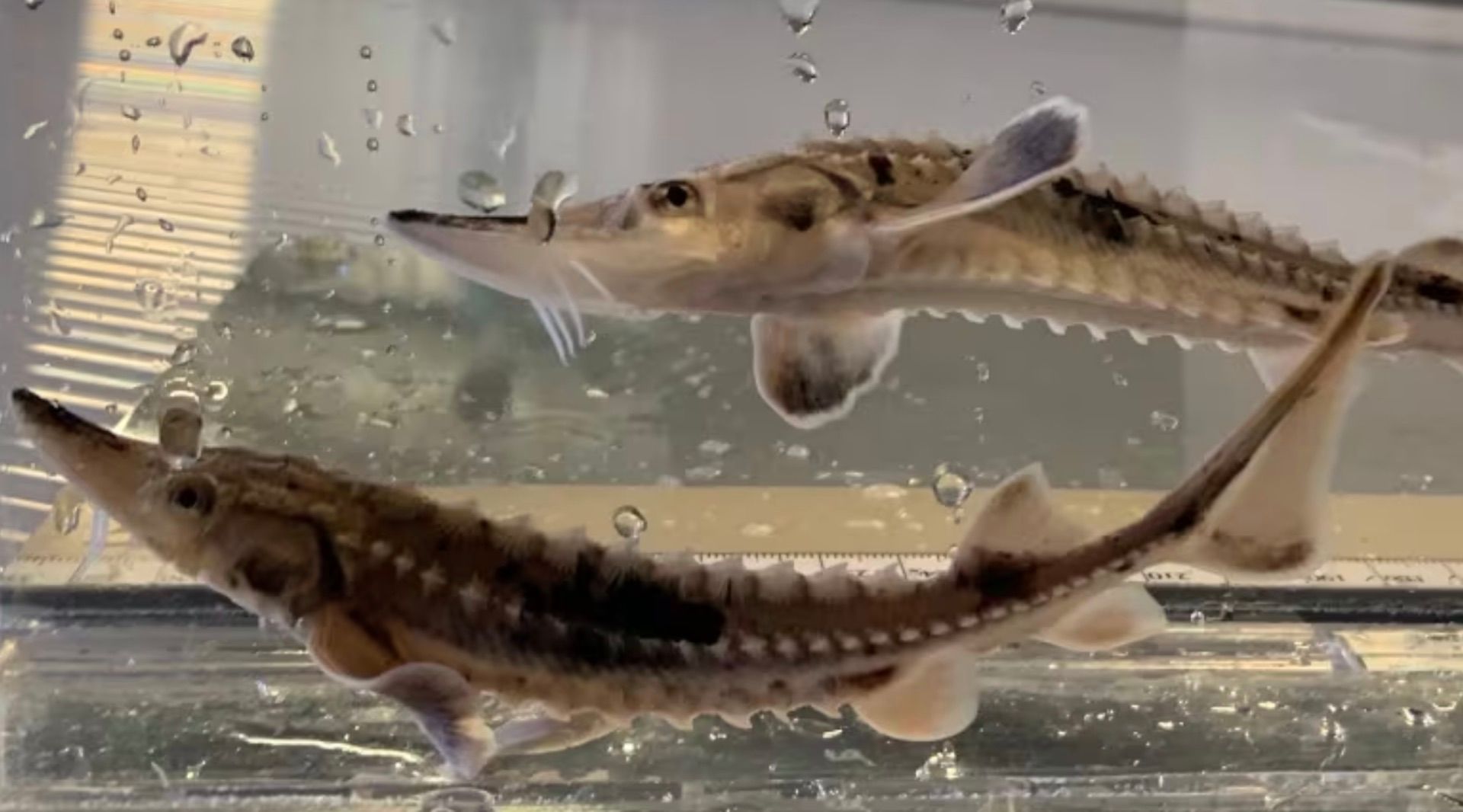 Why this is one of the last regions in Canada to see a baby sturgeon ...