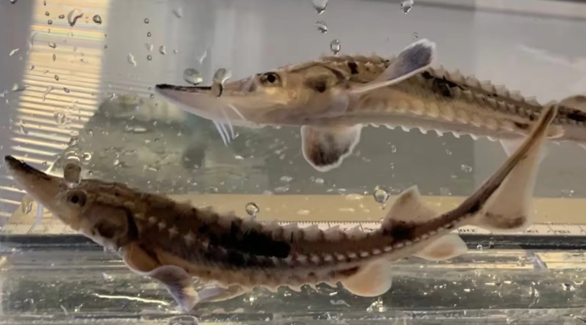Why this is one of the last regions in Canada to see a baby sturgeon ...