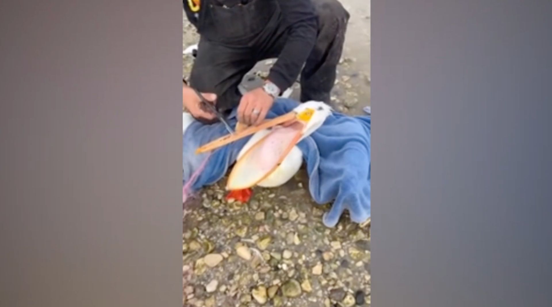 Heroic pelican rescue caught on camera - The Weather Network