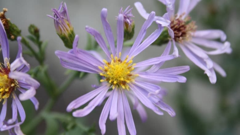Native plant project aims to bring new life to northeast Calgary green ...